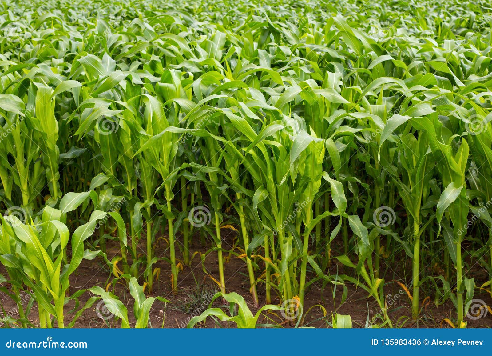 Rows of green corn. stock photo. Image of organic, grow - 135983436