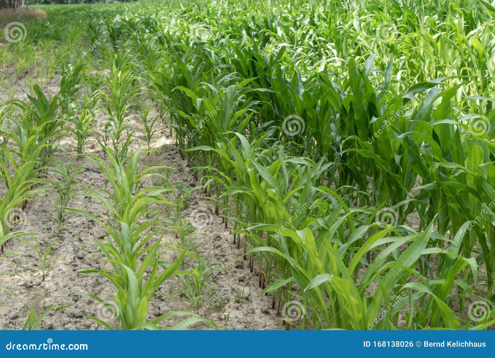 Rows of Corn Maize Growing on the Dry Ground Stock Photo - Image of ...