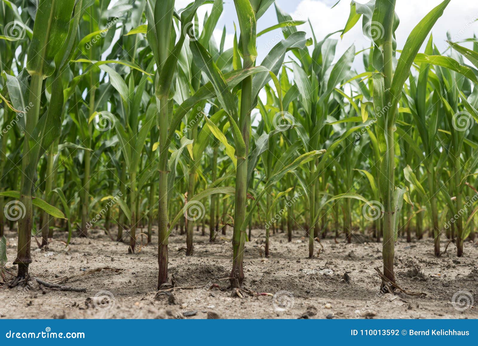 Rows of Corn Maize Growing in the Field Stock Photo - Image of healthy ...