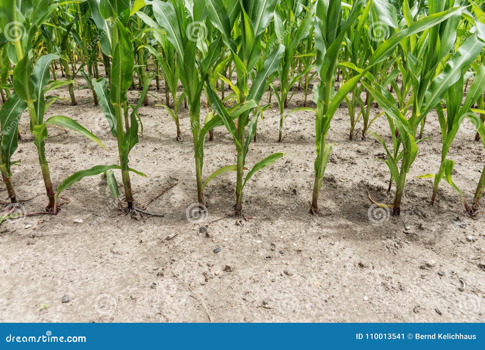 Rows of Corn Maize Growing in the Field Stock Image - Image of leaf ...
