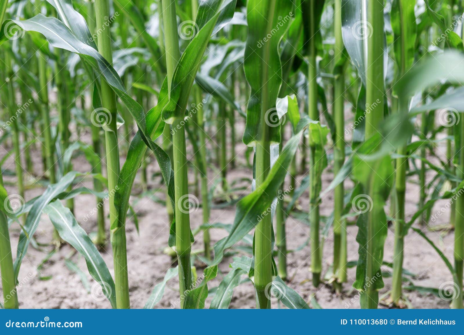 Rows of Corn Maize Growing in the Field Stock Photo - Image of ...
