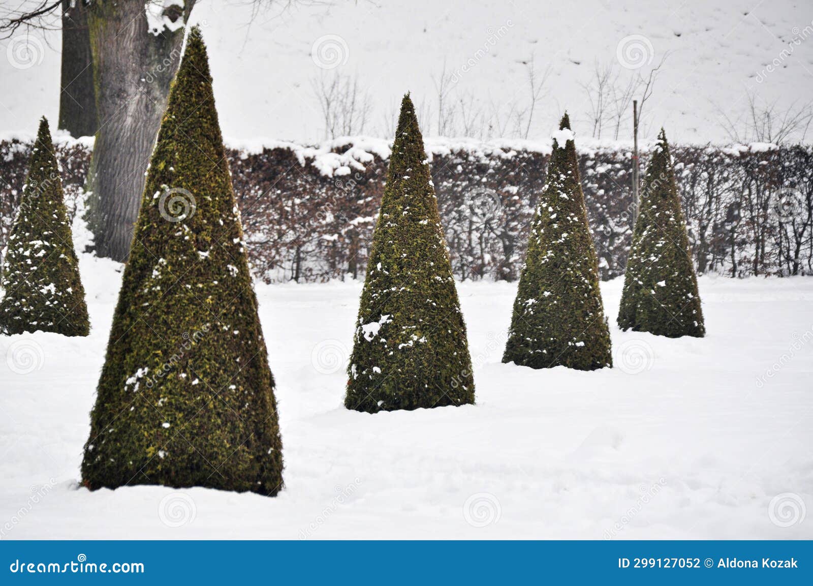 Rows of Green Cypress Trees in the Shape of Triangular Cones Covered in ...