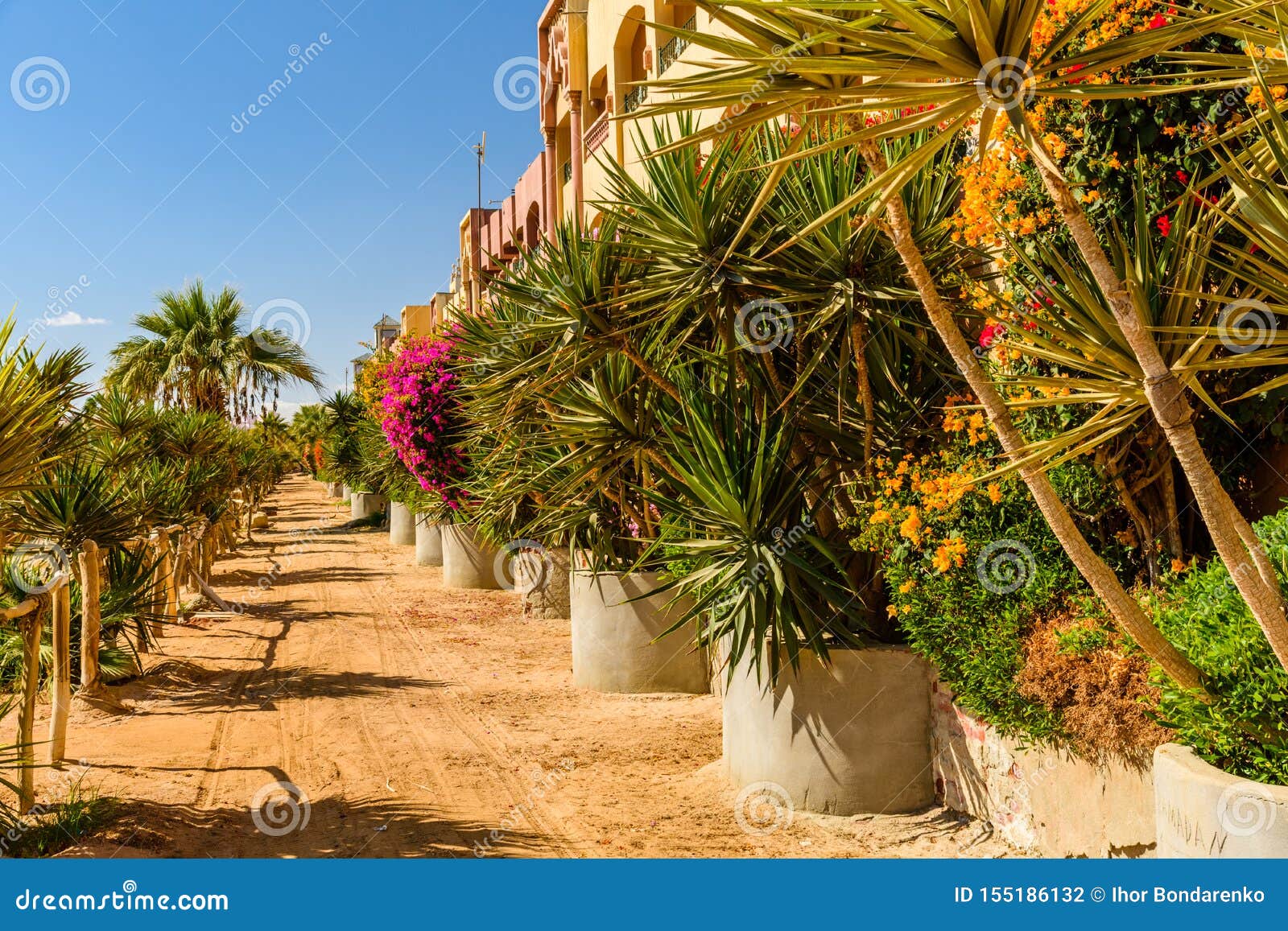 Rows of the Green Dracaena Dragon Tree in a Park on Summer Stock Photo ...