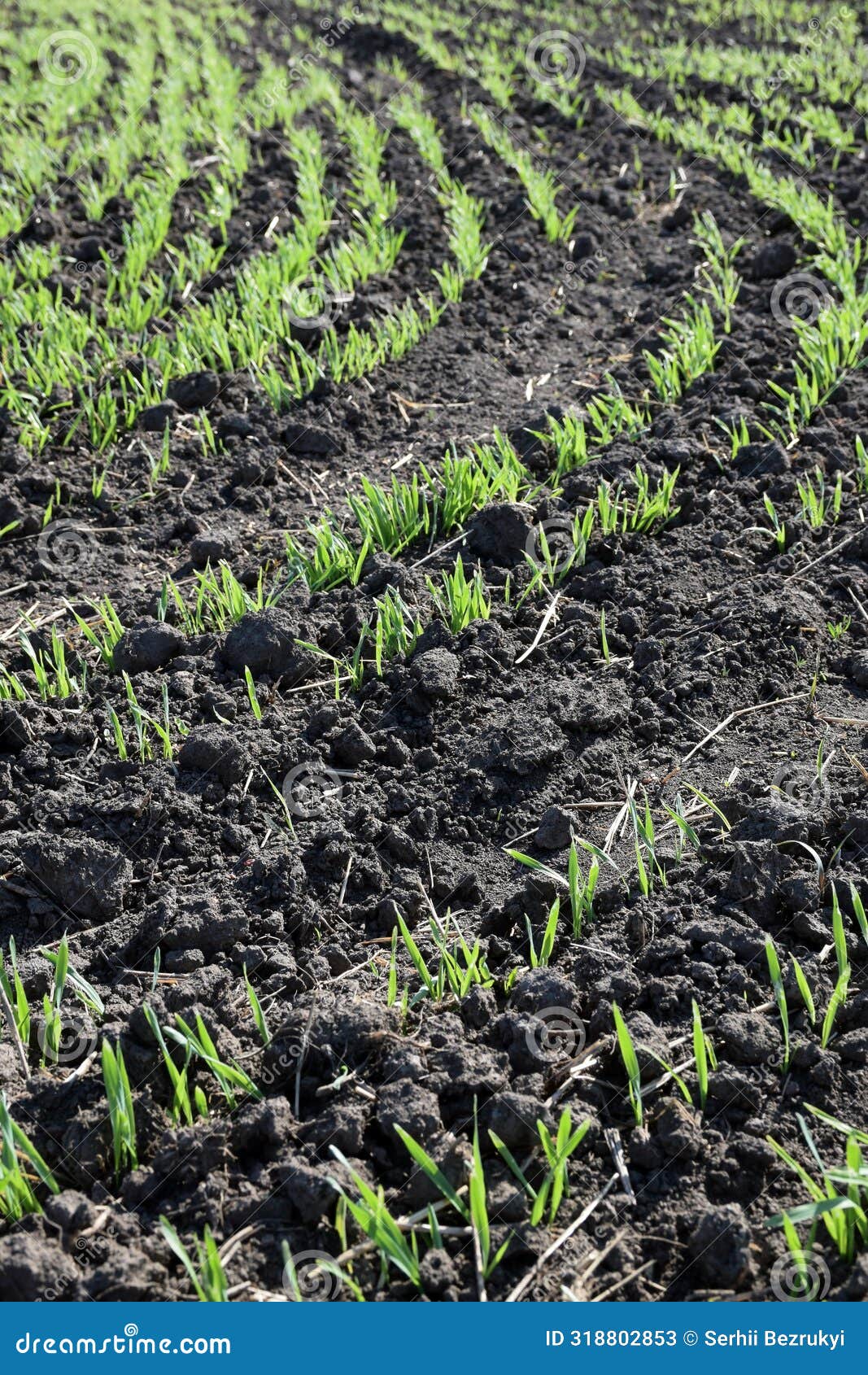 Rows of Green Grass Sprouts on the Ground Close-up Stock Image - Image ...