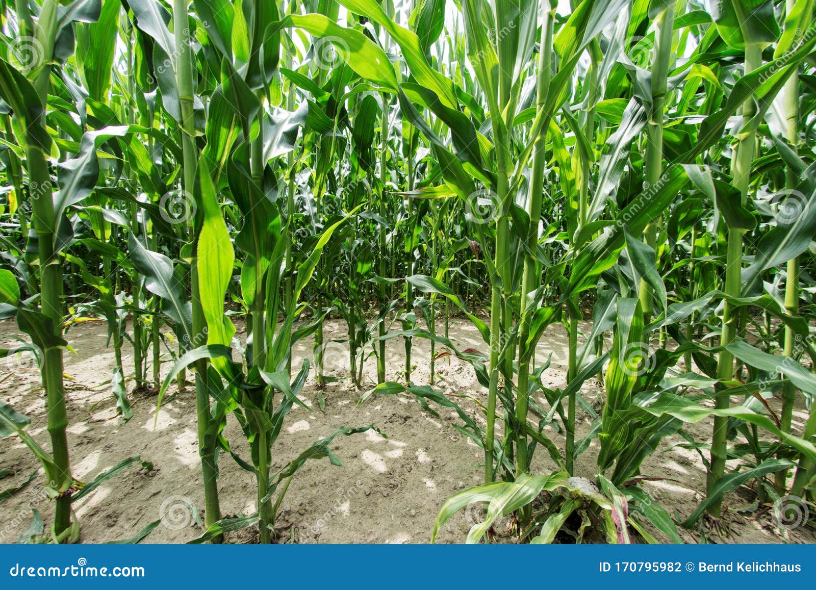 Rows of Maize Growing in the Field Stock Photo - Image of countryside ...