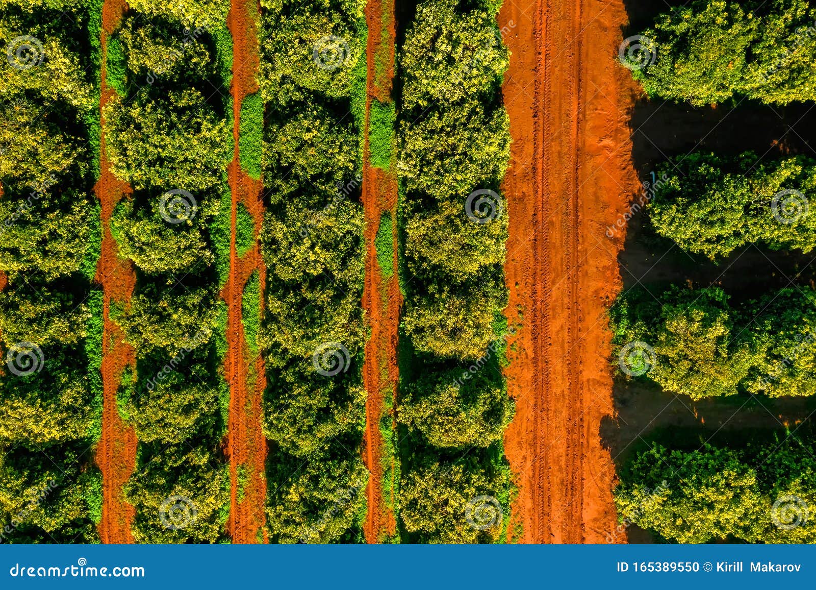 Rows of Green Orange Trees. Overhead View Stock Photo - Image of fruit ...