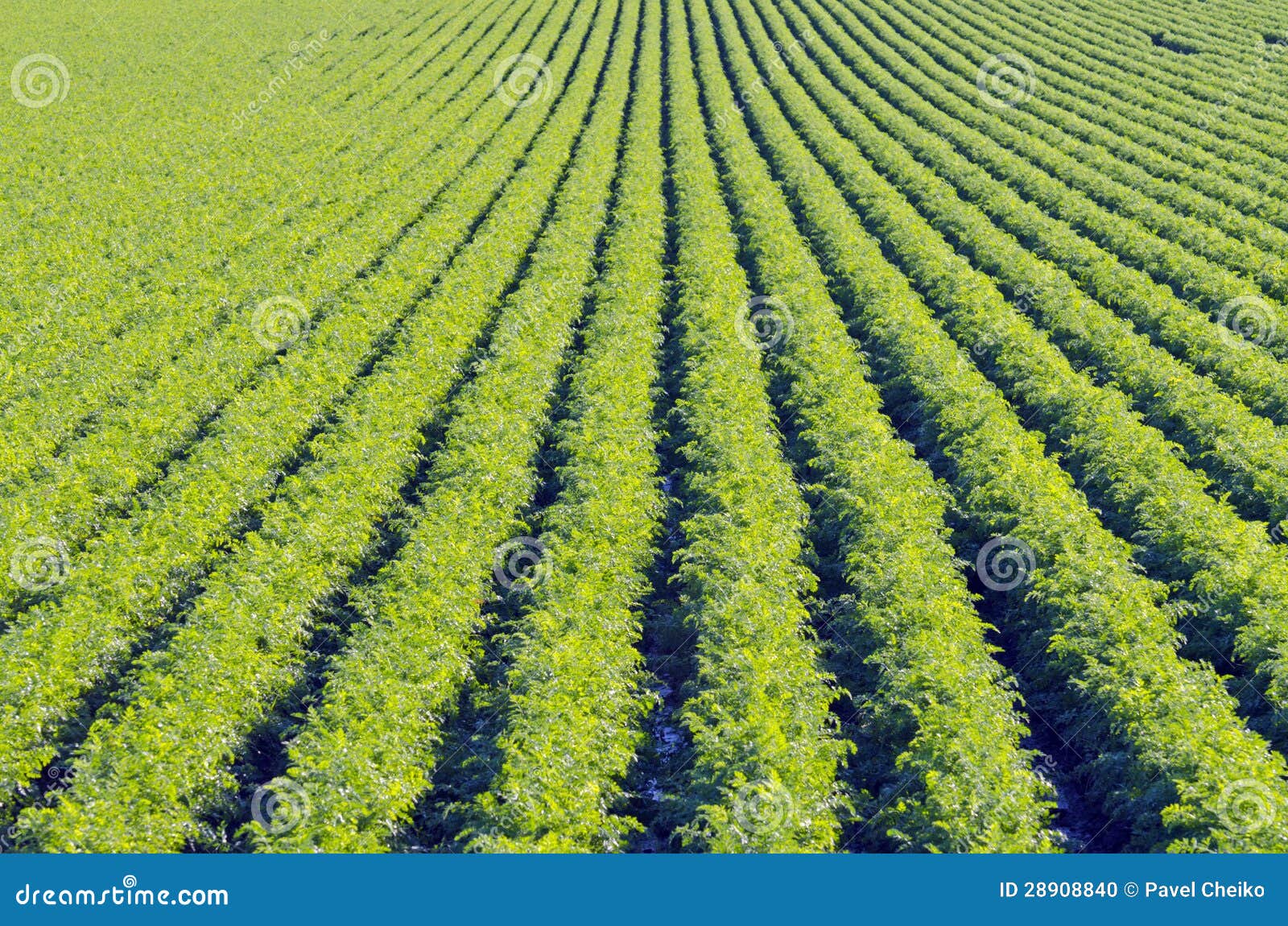 Rows on green plant stock photo. Image of farm, land - 28908840