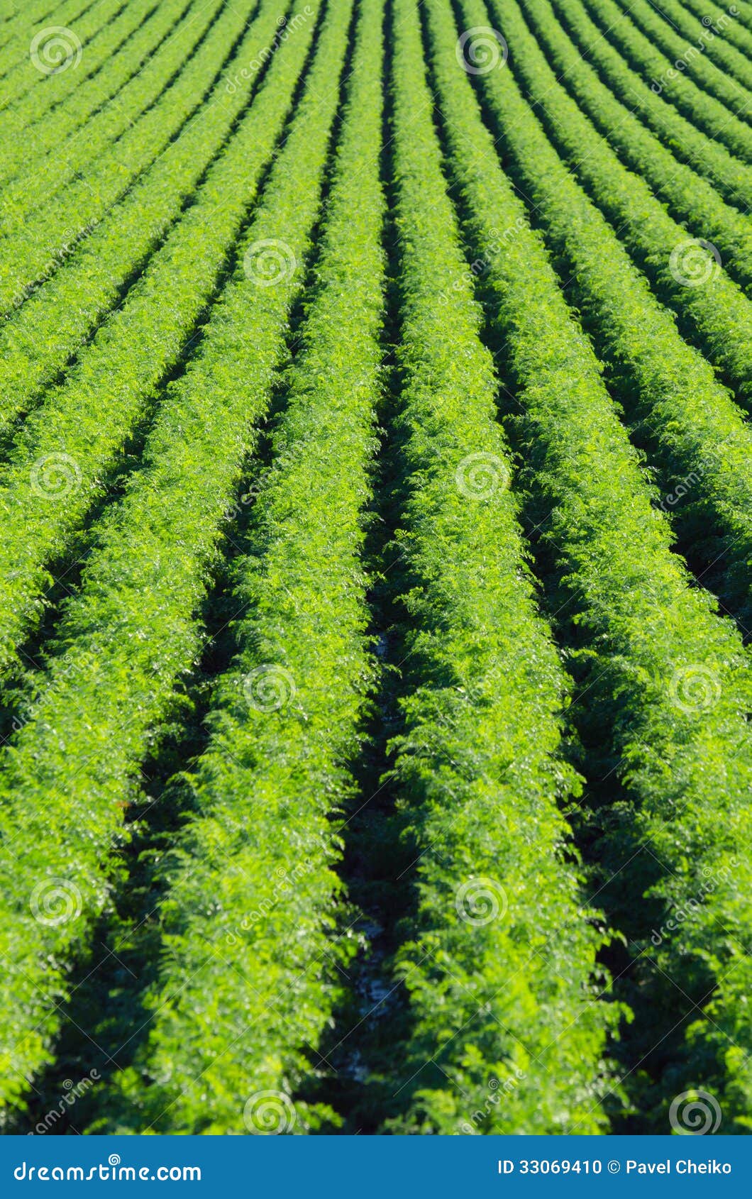 Rows on green plant stock photo. Image of ontario, beauty - 33069410
