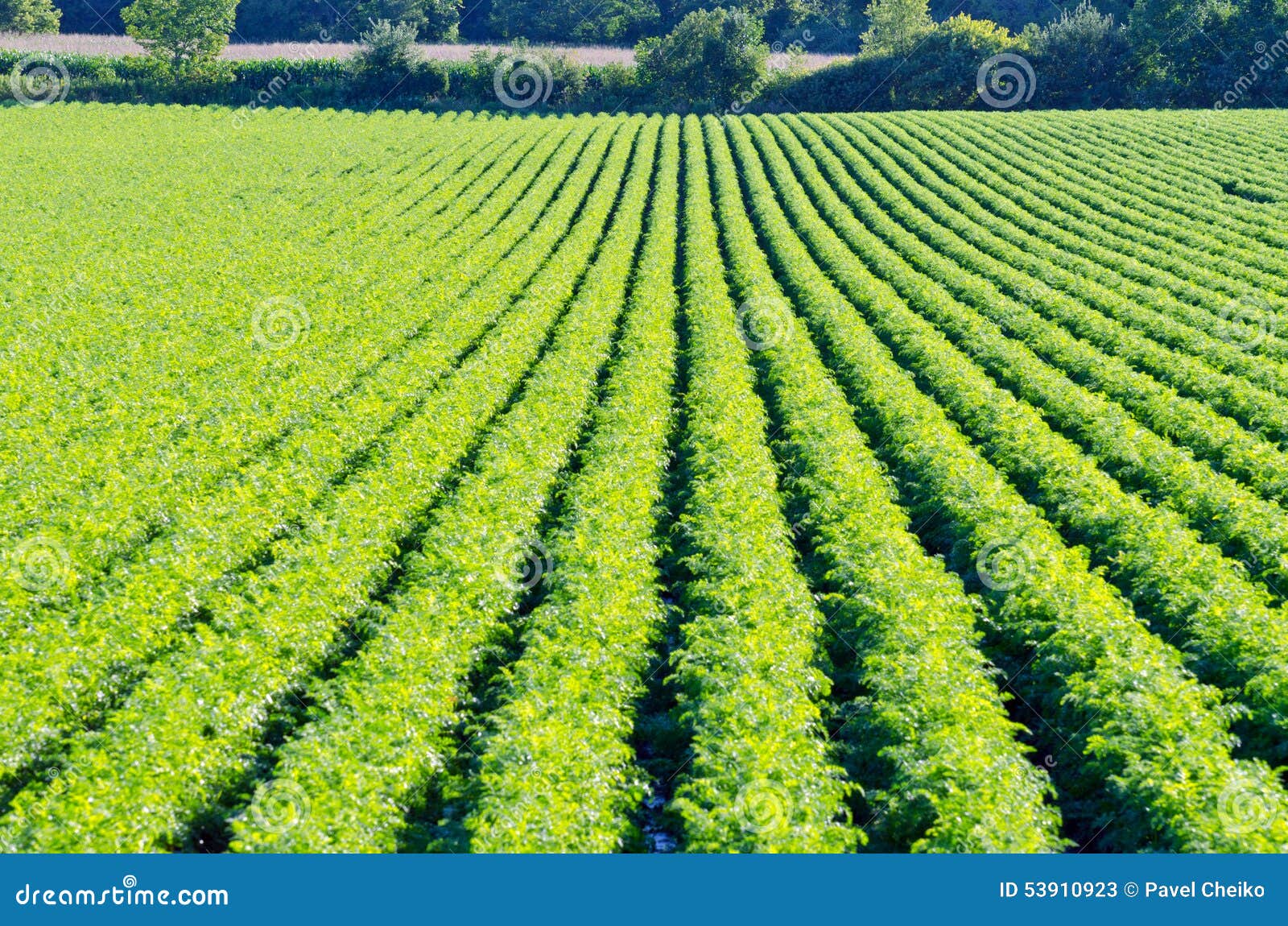 Rows on green plant stock image. Image of land, rows - 53910923