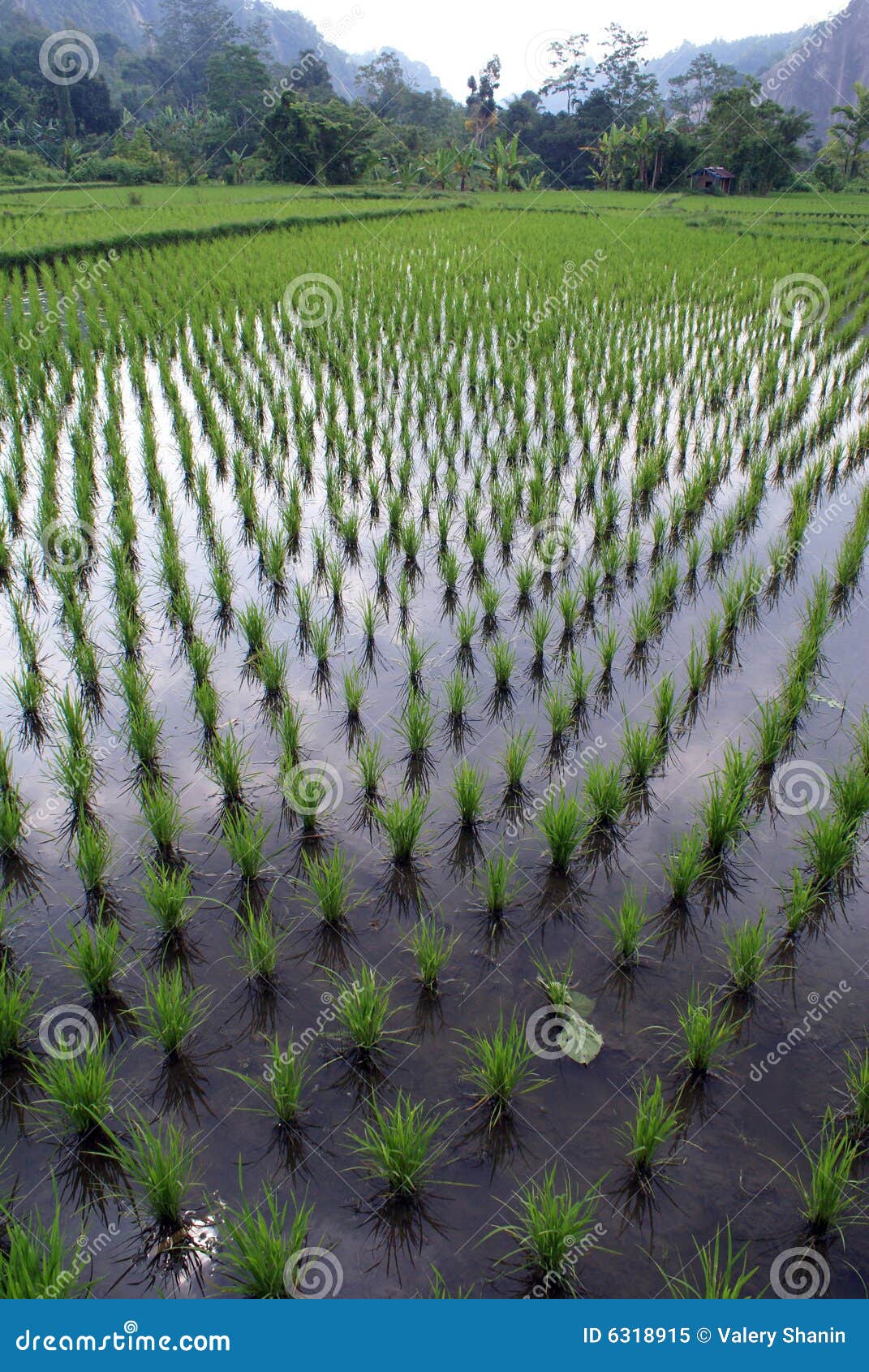 Rows and green rice stock image. Image of farm, landscaped - 6318915