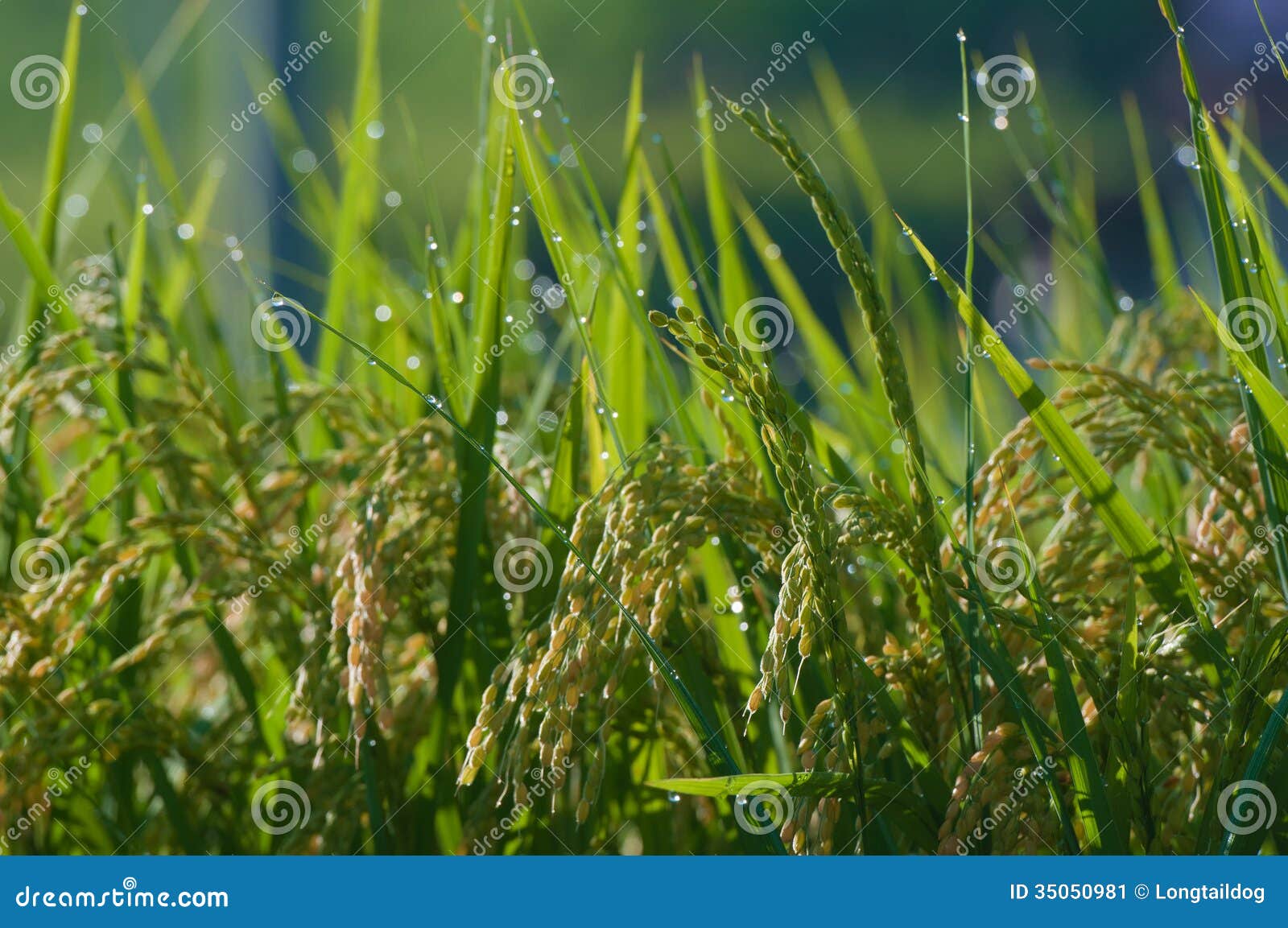 Rows of green rice. stock image. Image of fresh, agriculture - 35050981