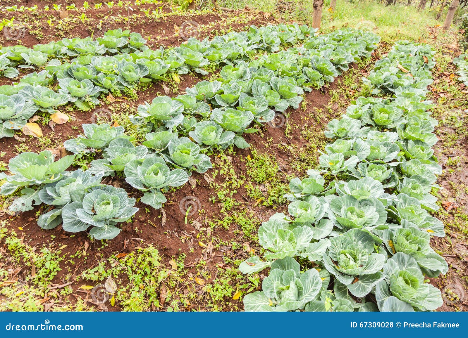 Rows of green seedlings stock photo. Image of fresh, organic - 67309028