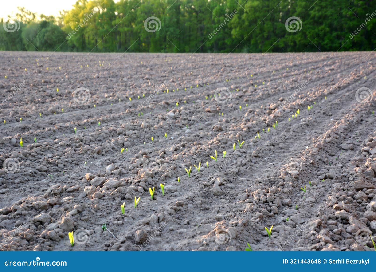 Rows of Green Seedlings Sprout in the Arable Field in Perspective Stock ...