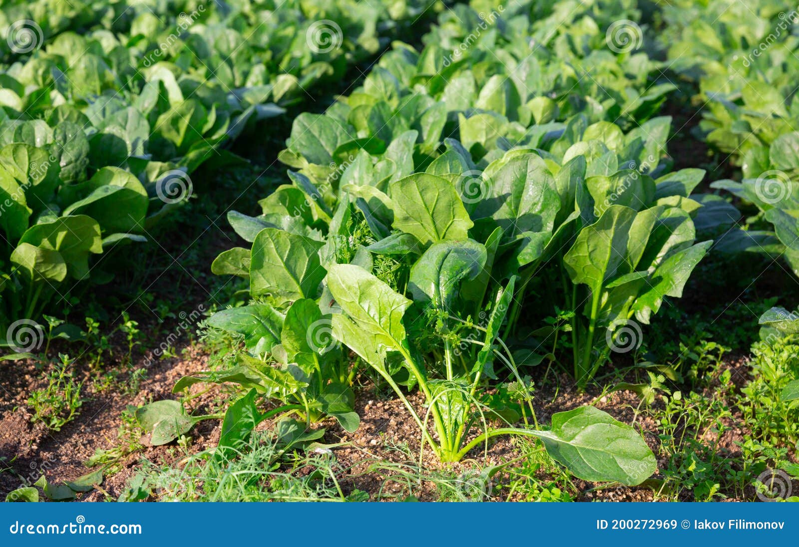 Rows of Green Spinach on a Field Stock Image - Image of growth, rural ...