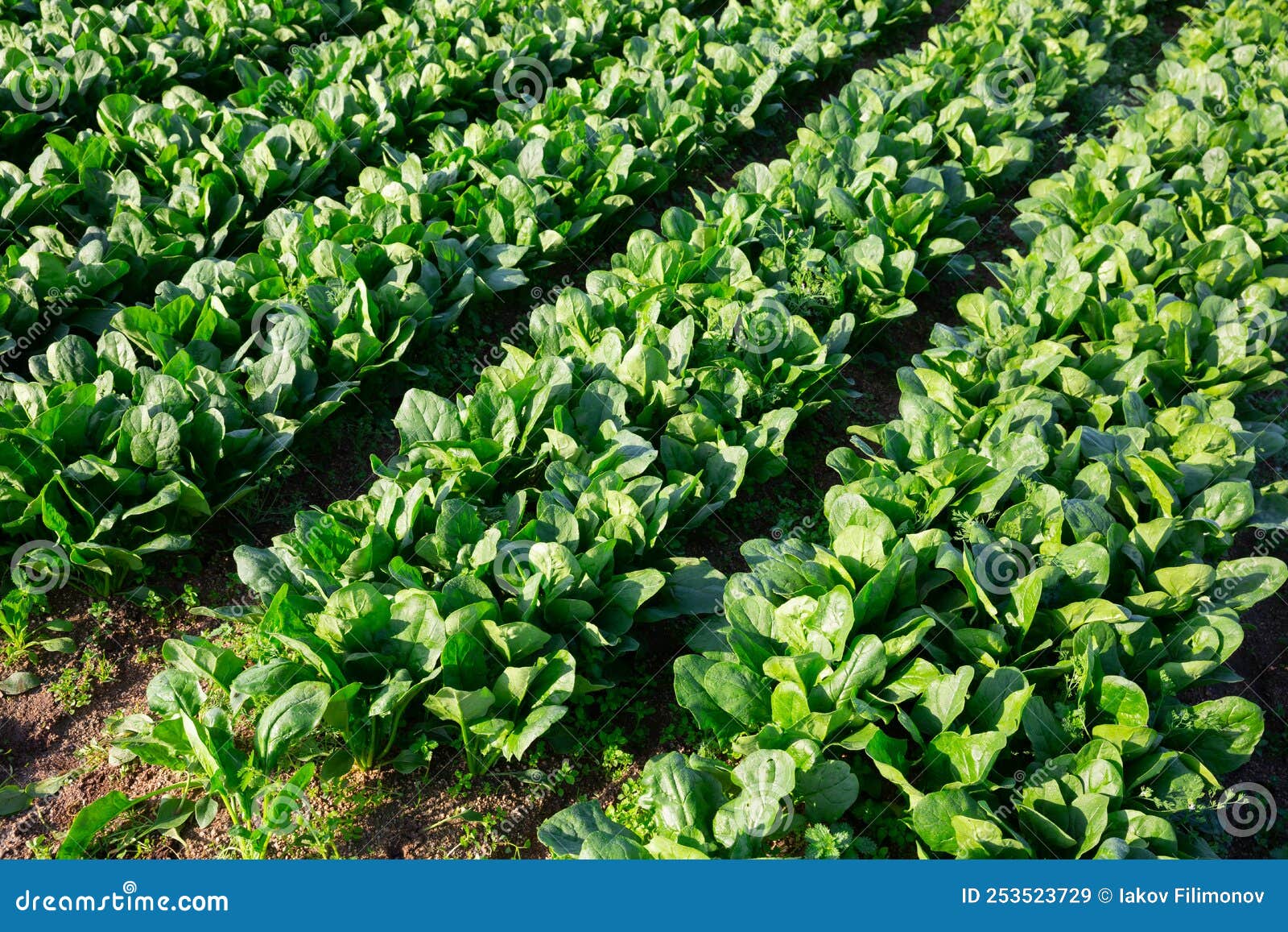 Rows of Green Spinach on a Field Stock Image - Image of nutrition ...