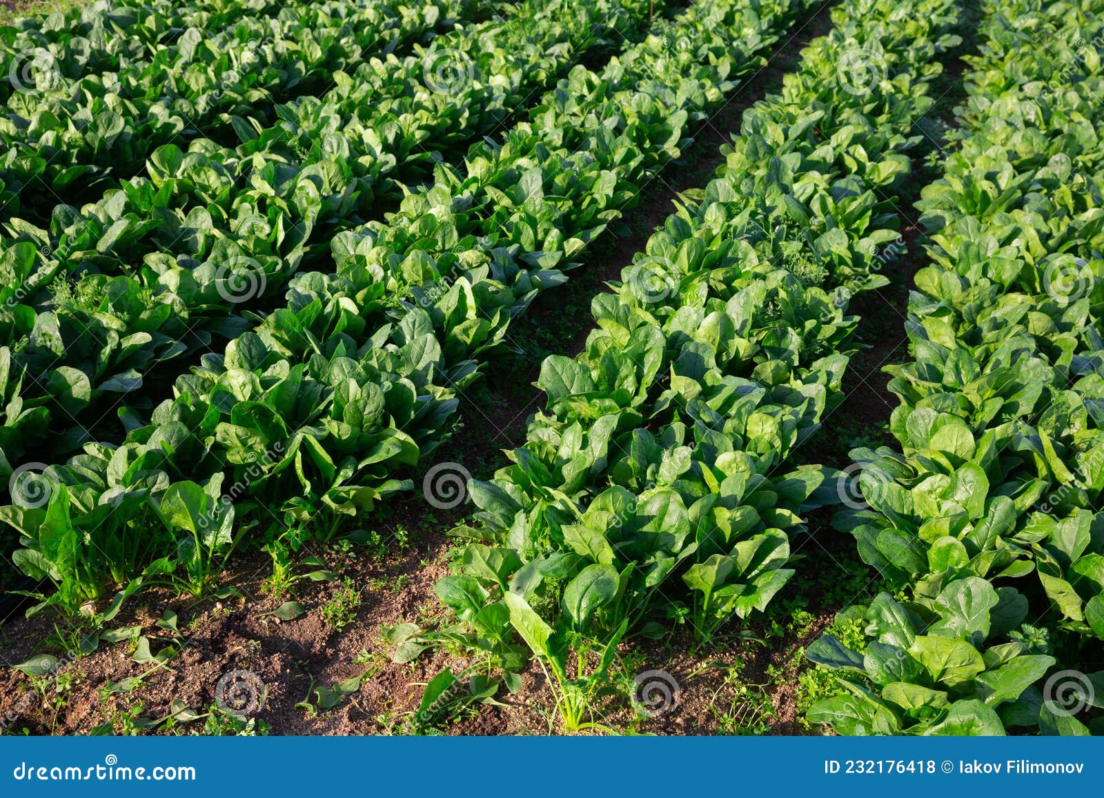 Rows of Green Spinach on a Field Stock Photo - Image of gardening ...