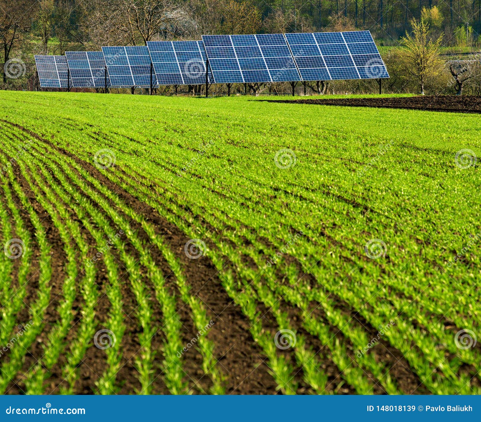 Rows of Green Sprout on Field with Stock Image - Image of country ...