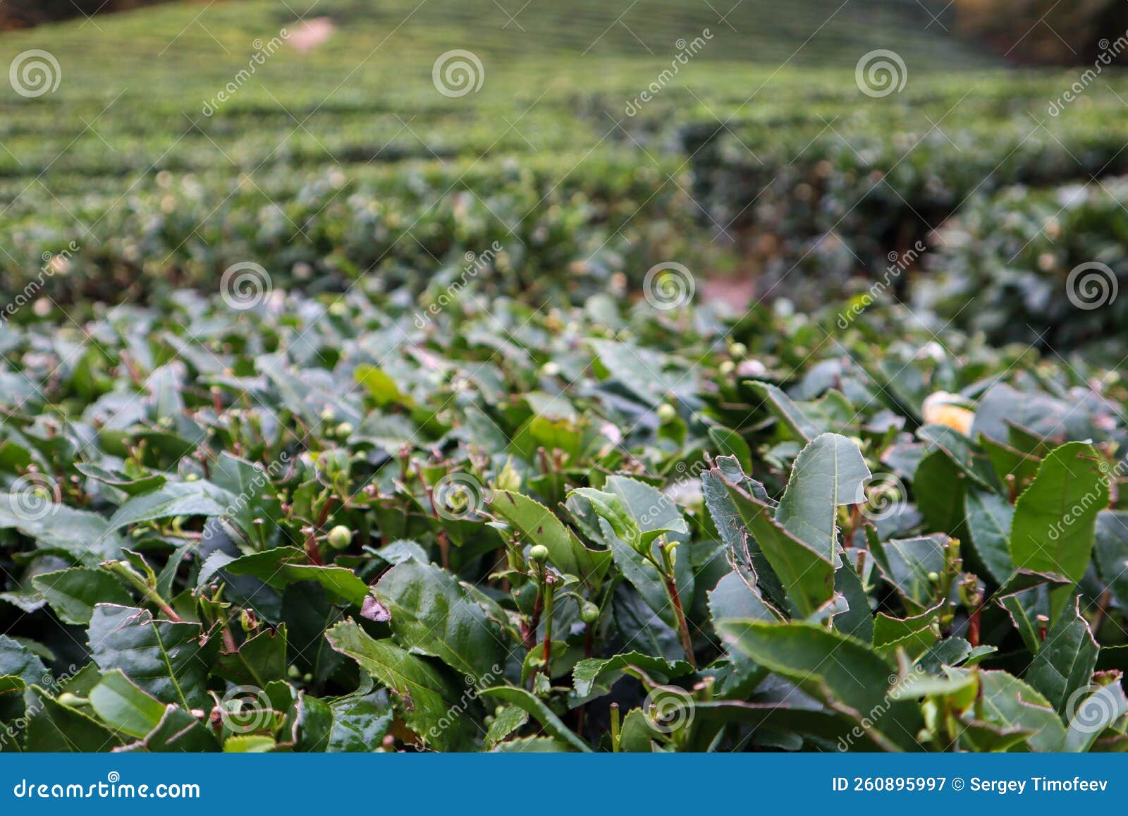 Rows of Green Tea Bushes on a Plantation Stock Image - Image of ...