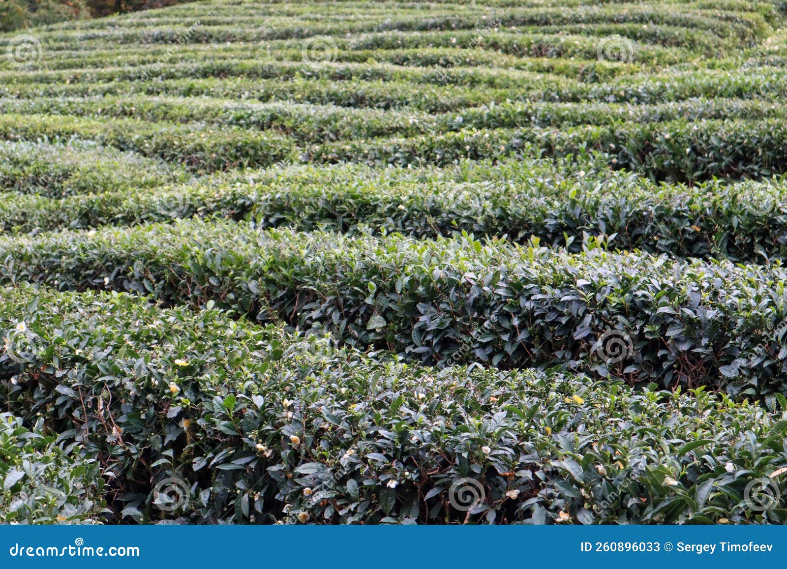 Rows of Green Tea Bushes on a Plantation Stock Image - Image of grow ...
