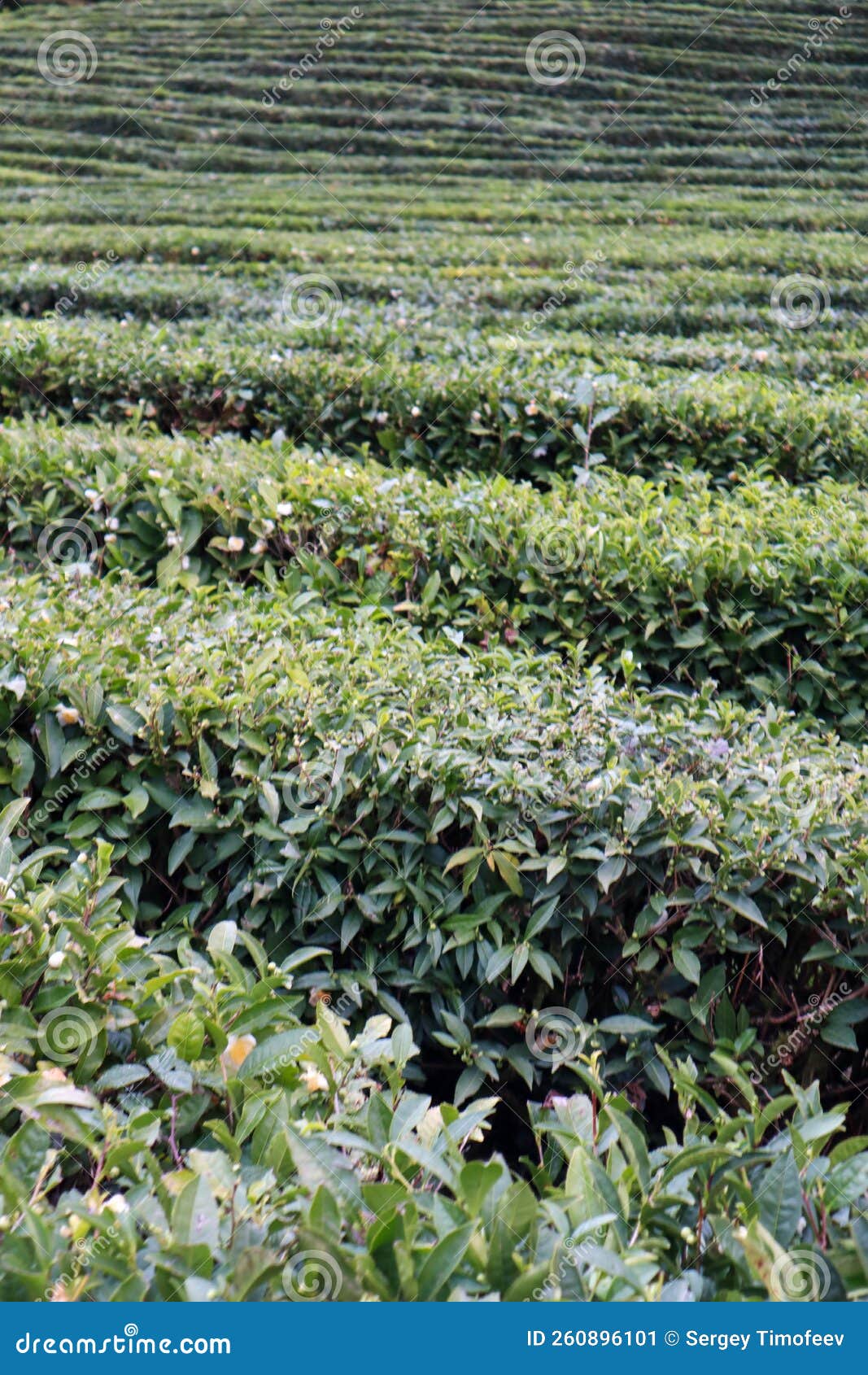 Rows of Green Tea Bushes on a Plantation Stock Image - Image of ...