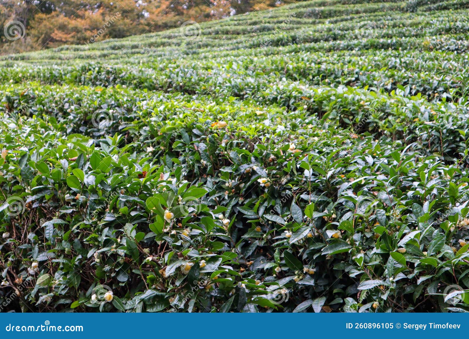 Rows of Green Tea Bushes on a Plantation Stock Image - Image of flower ...