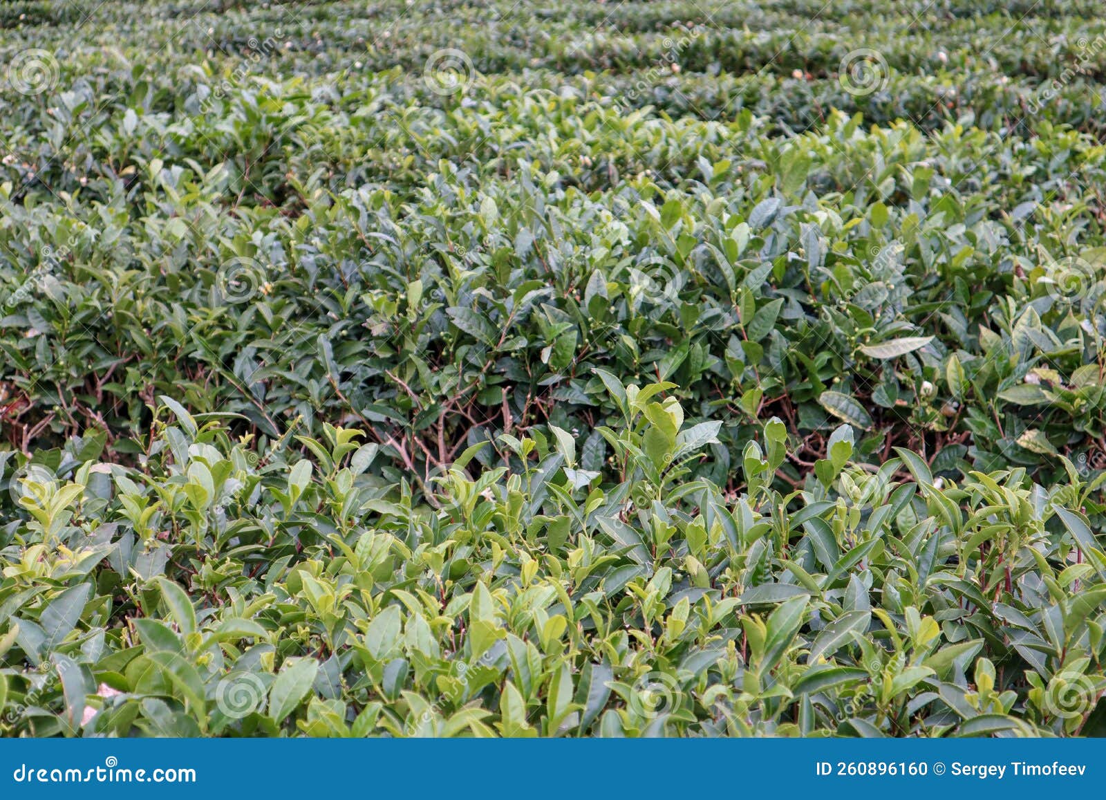 Rows of Green Tea Bushes on a Plantation Stock Photo - Image of land ...