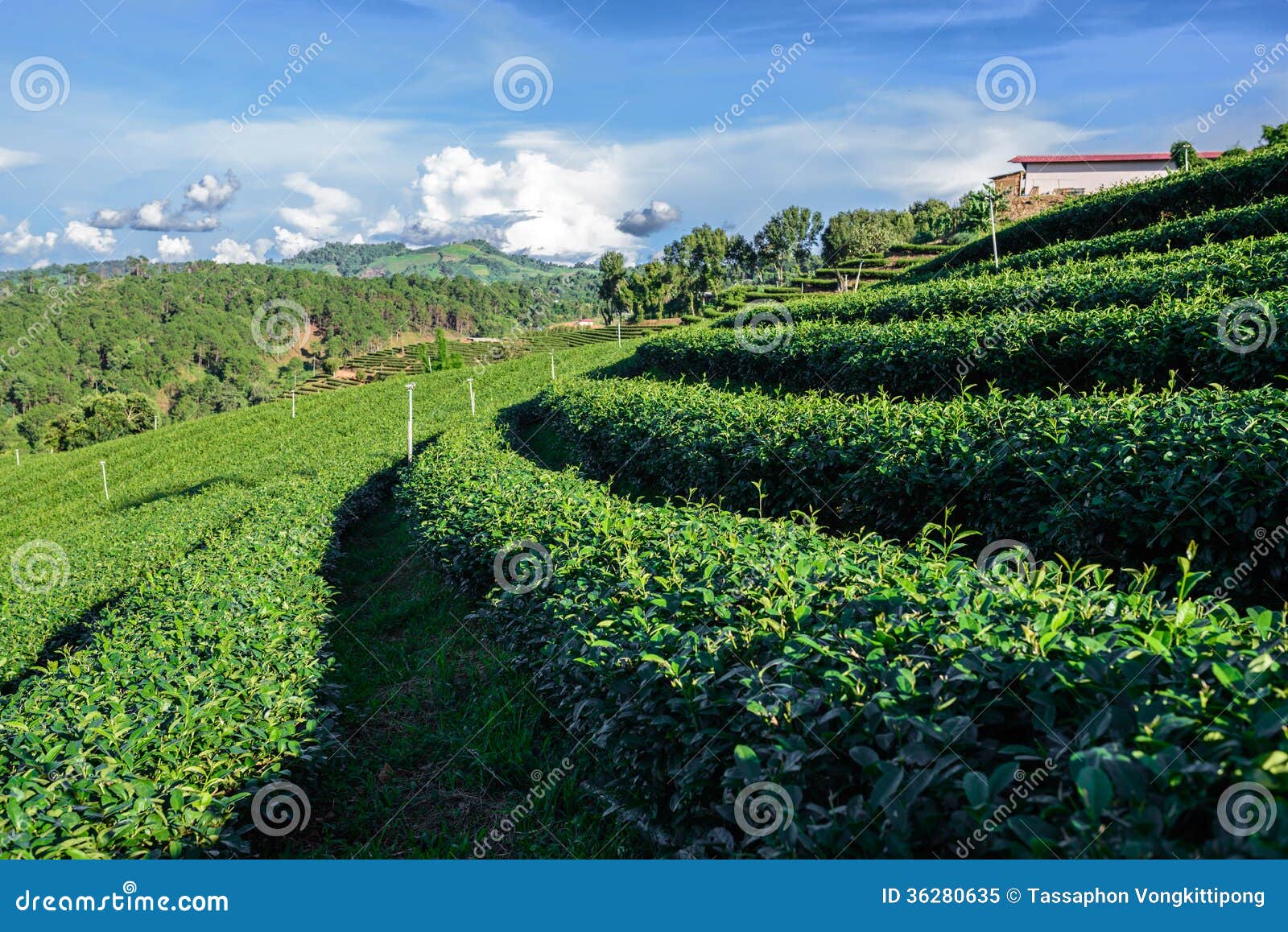 Rows of Green Tea Plantation Stock Image - Image of garden, sencha ...
