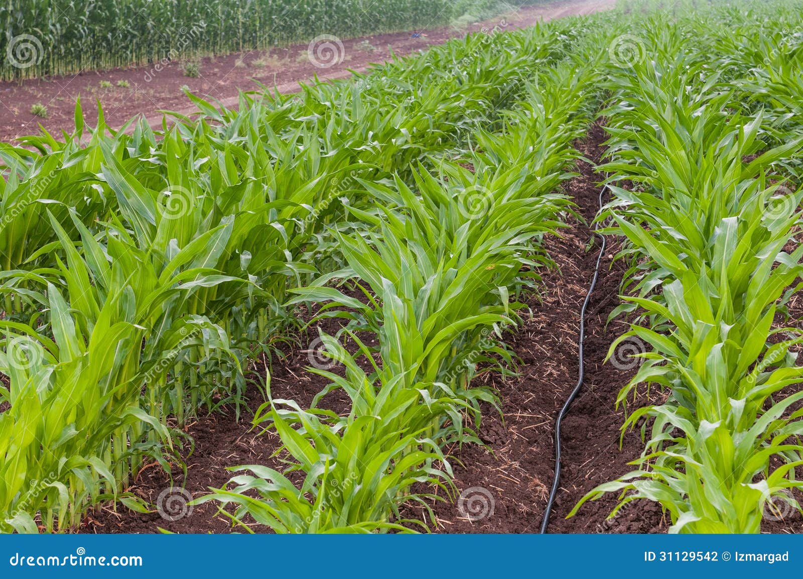 Rows of Green Vegetable Crops Stock Photo - Image of horizon, industry ...