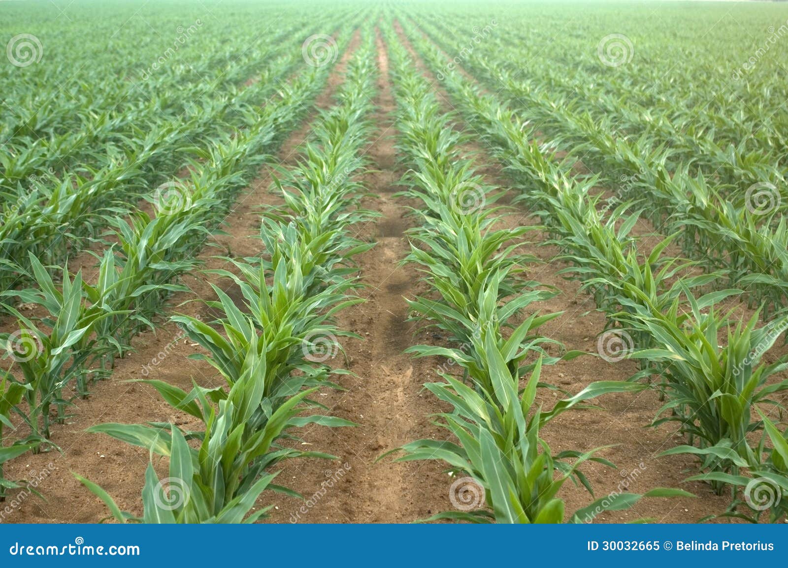 Rows of young corn plants stock image. Image of country - 30032665