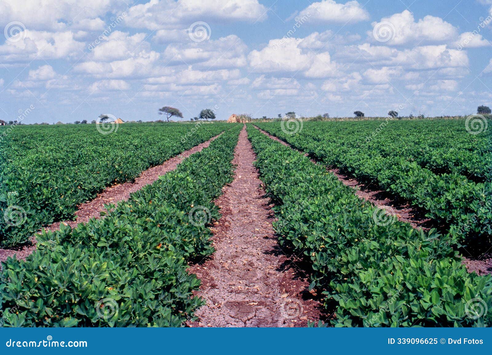 Rows of Groundnut Crops in Field in Gujarat, India Stock Image - Image ...