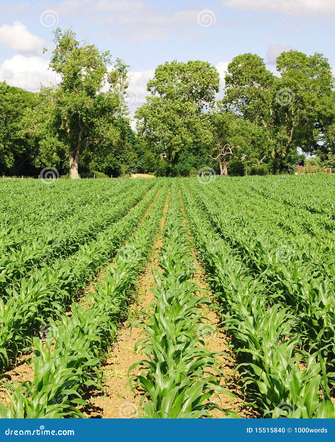 Rows of Growing Agricultural Crops Stock Photo - Image of countryside ... Rows of Growing Agricultural Crops Stock Photo - Image of countryside ...