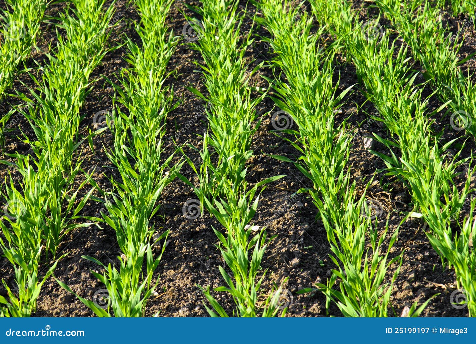 Rows in Growing Cereal Field Stock Image - Image of sprout, environment: 25199197