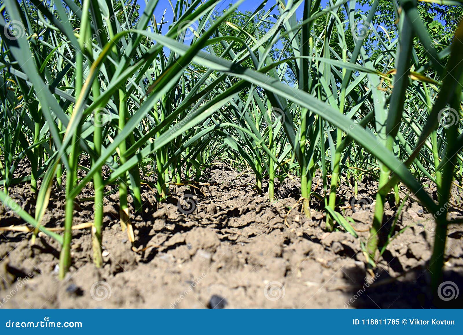 Rows of Growing Garlic on a Farm. Stock Image - Image of farming ...