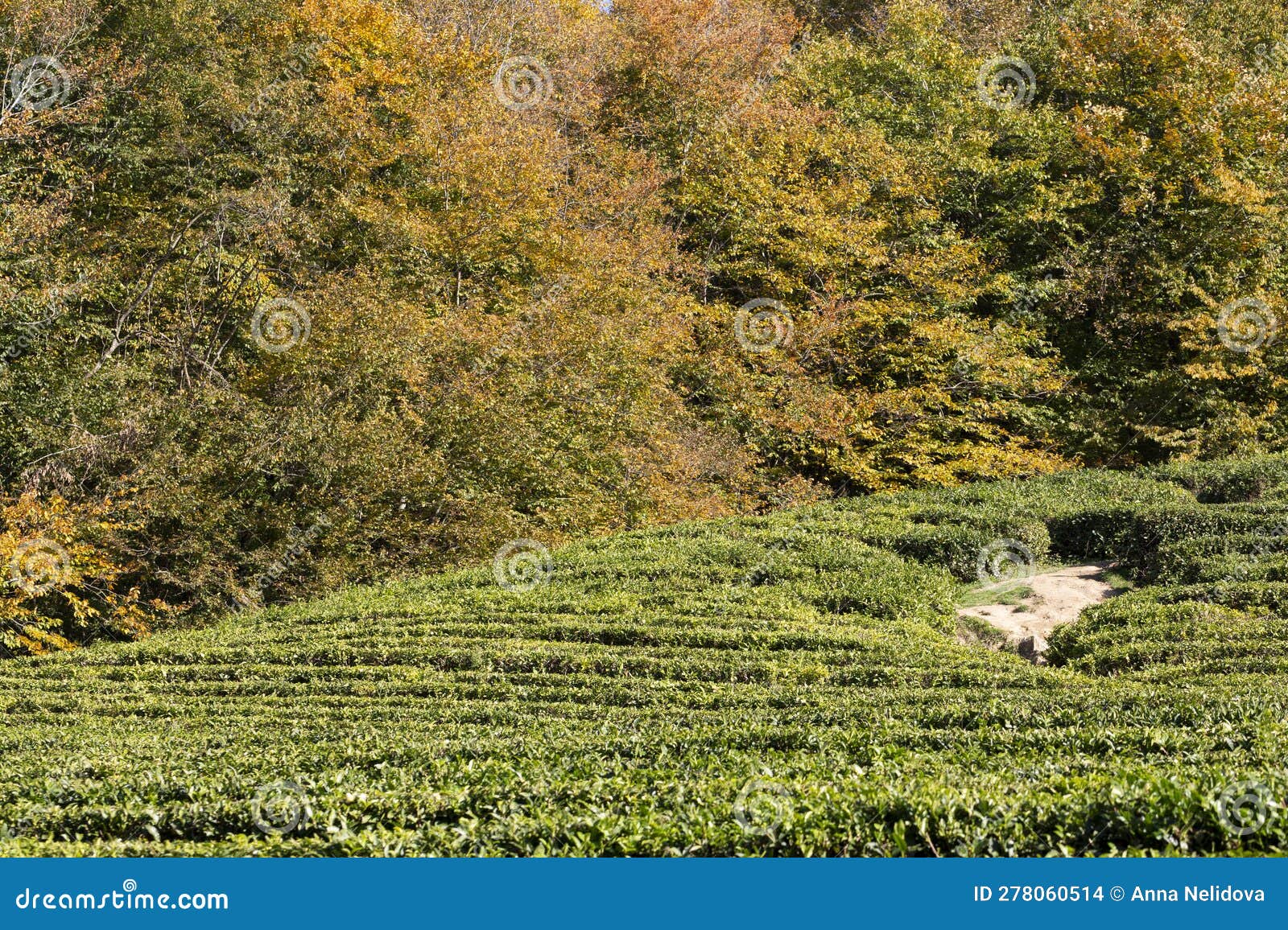 Rows of Growing Tea on a Tea Plantation, Selective Focus Stock Photo ...