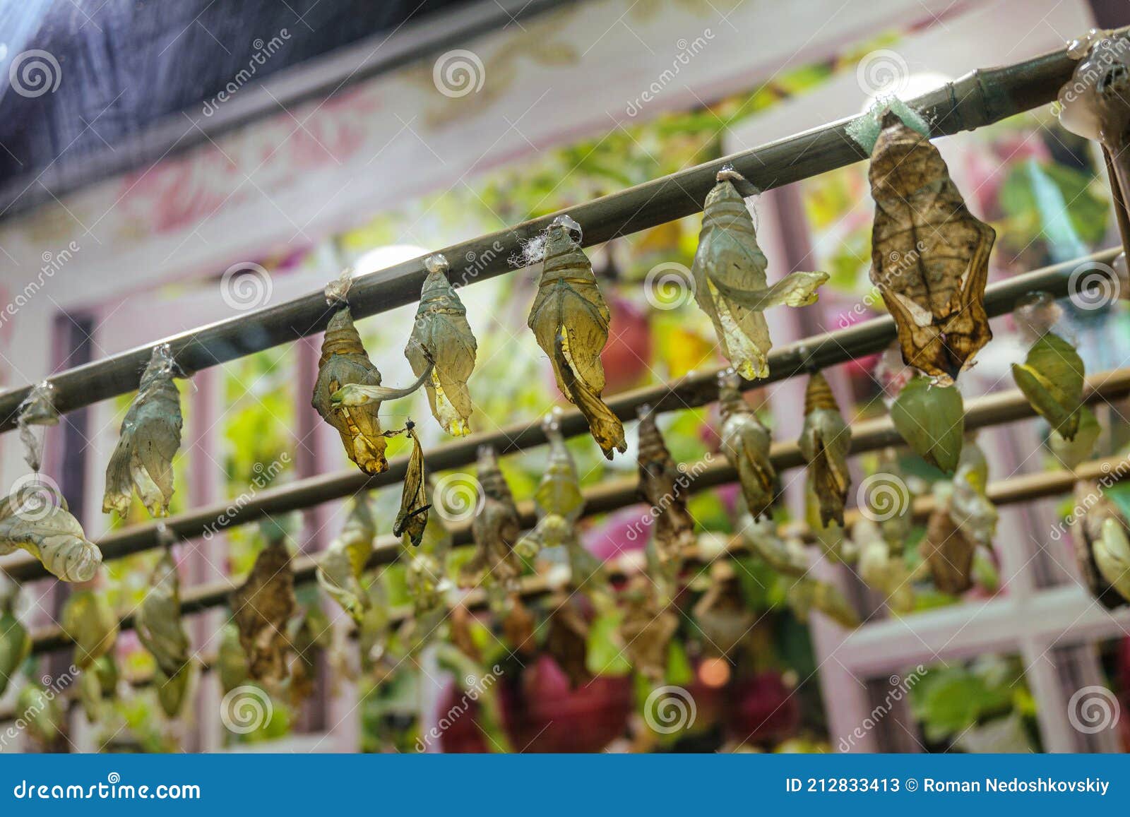 Rows of Hanging Cocoons of Hatched Various Decorative Butterflies Stock ...