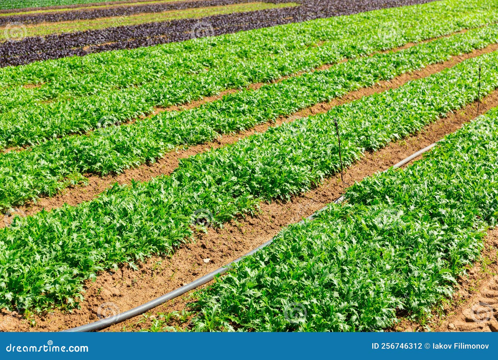 Rows of Harvest of Arugula on Farm Field Stock Photo - Image of growth ...
