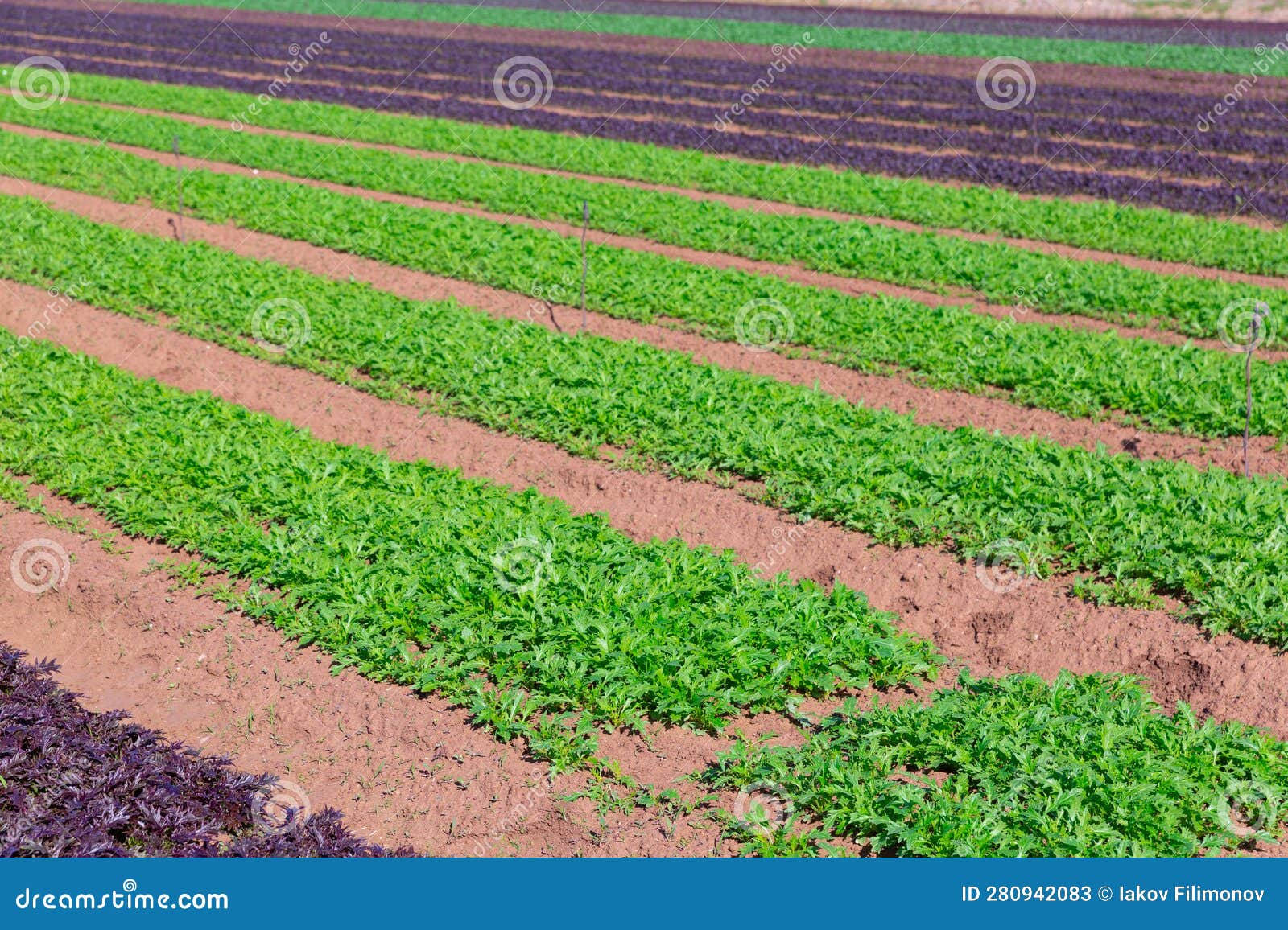 Rows of Harvest of Arugula on Farm Field Stock Image - Image of ...