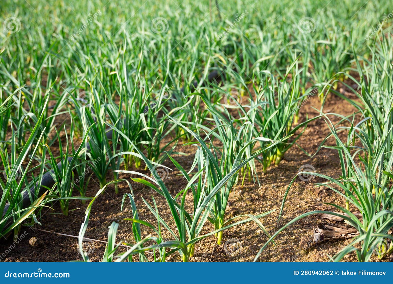 Rows of Harvest of Garlic on Farm Field Stock Photo - Image of nature ...