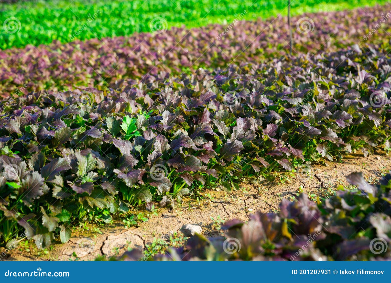 Rows of Harvest of Mustard on the Field Stock Image - Image of closeup ...