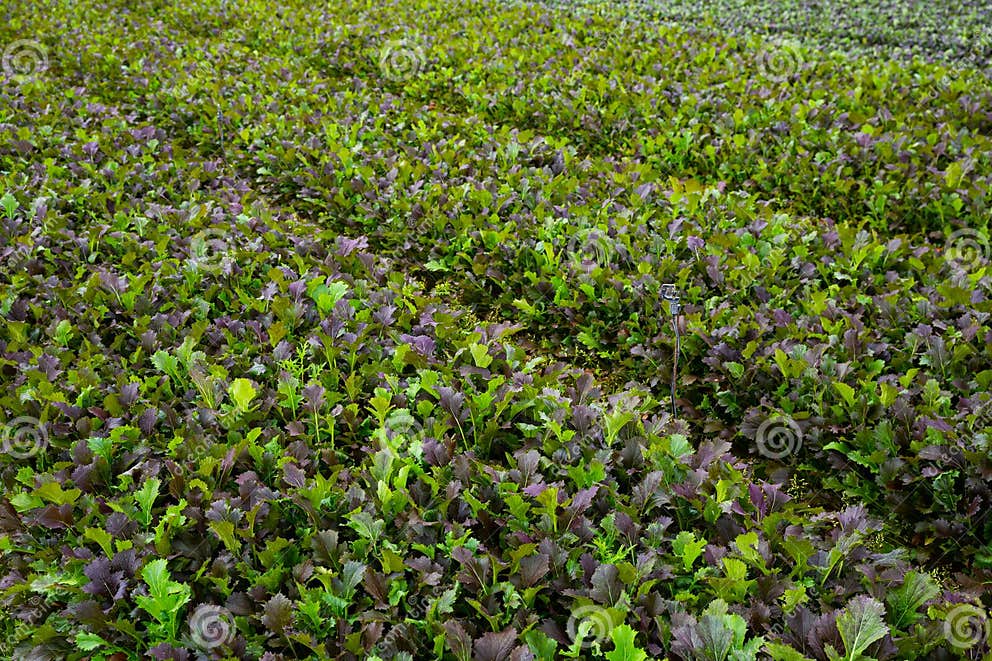 Rows of Harvest of Mustard Leaf on the Field Stock Photo - Image of ...