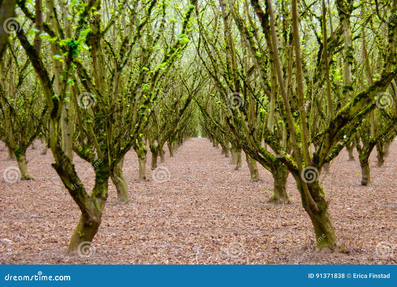 Rows of Hazelnut Trees in a Grove Stock Photo - Image of hazelnut ...