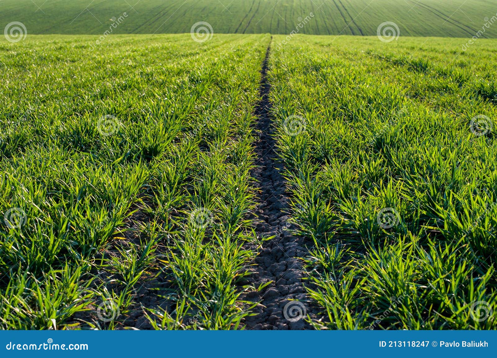 Rows Of Hills Plantations Of Cereal Sprouts In The Field Of Agriculture ...