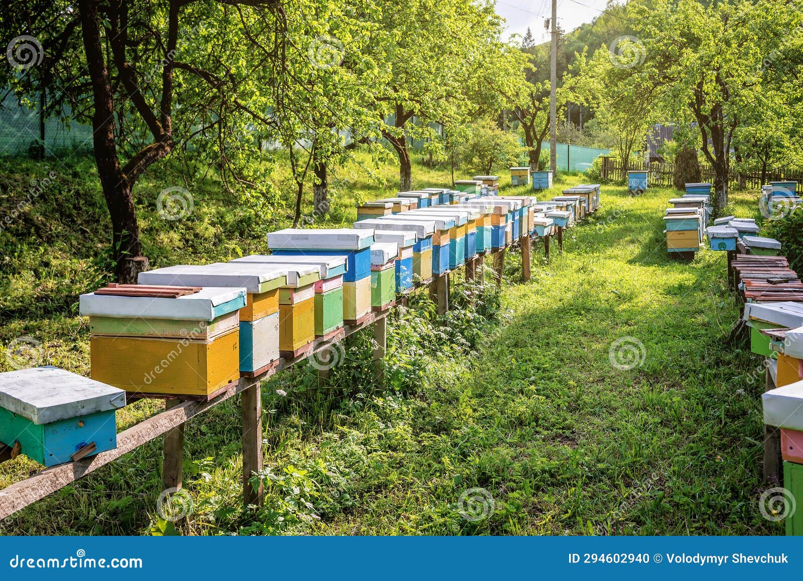 Rows Of Hives Among Green Shrubs And Grass. Traditional Beekeeping Or Apiculture In Fixed Wooden ...