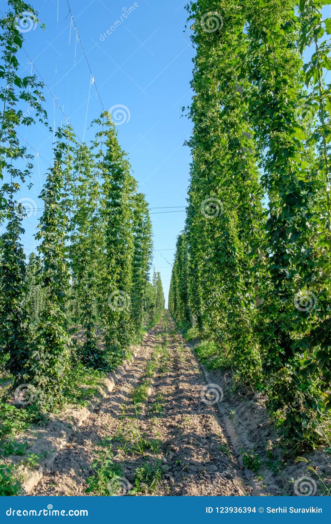 The Rows of Hop Plants on a Supported String. Stock Photo - Image of ...