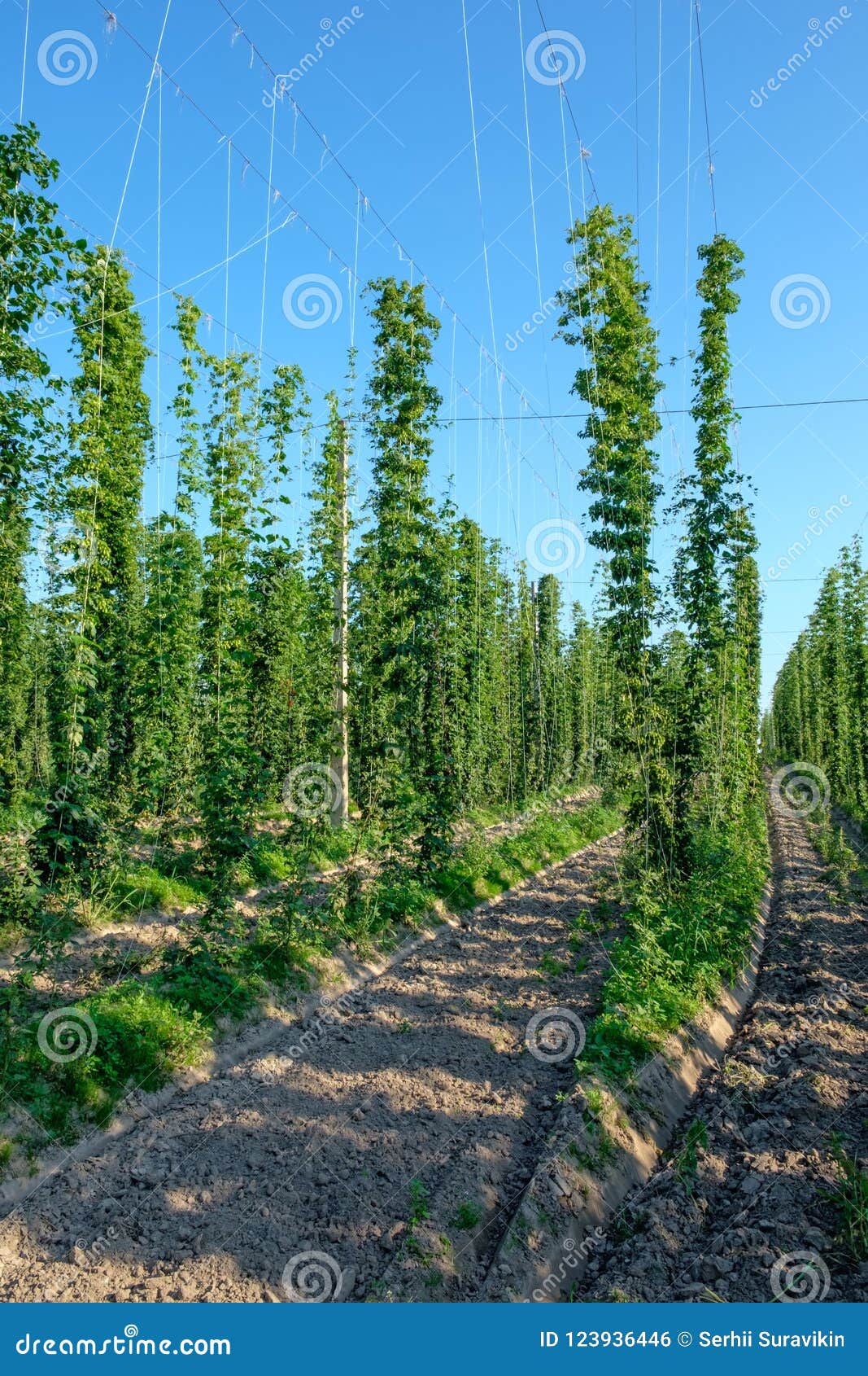 The Rows of Hop Plants on a Supported String or Wire for Stability ...