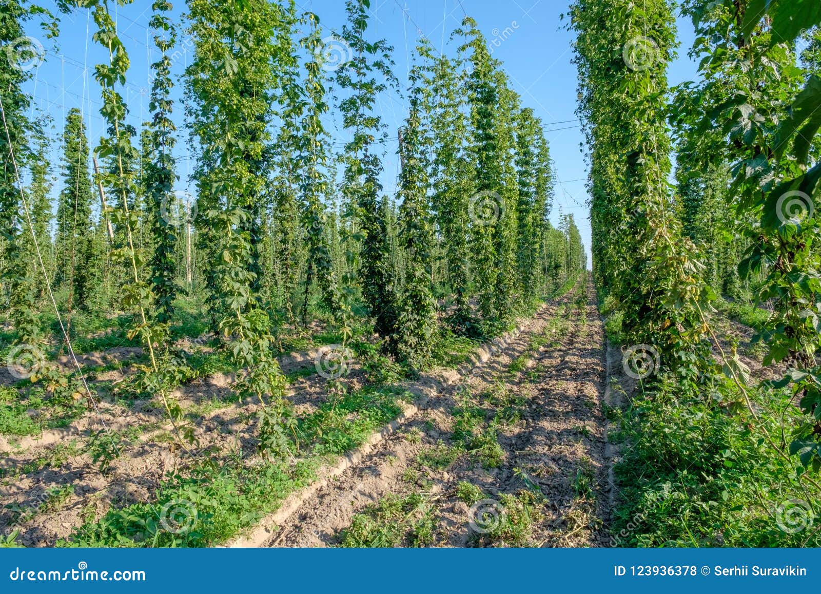 The Rows of Hop Plants on a Supported String Stock Photo - Image of ...