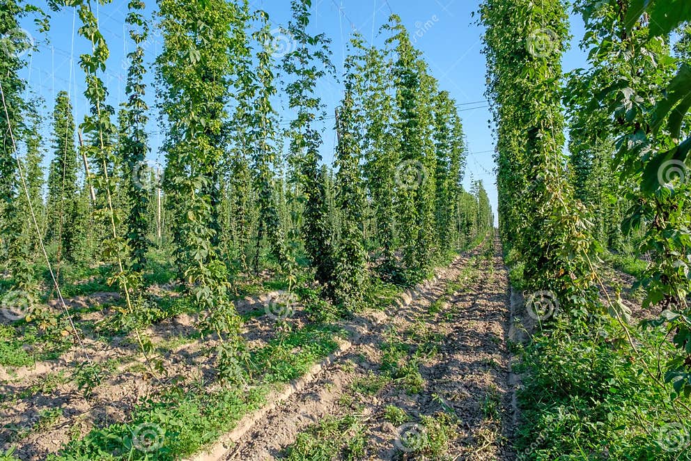 The Rows of Hop Plants on a Supported String Stock Photo - Image of ...