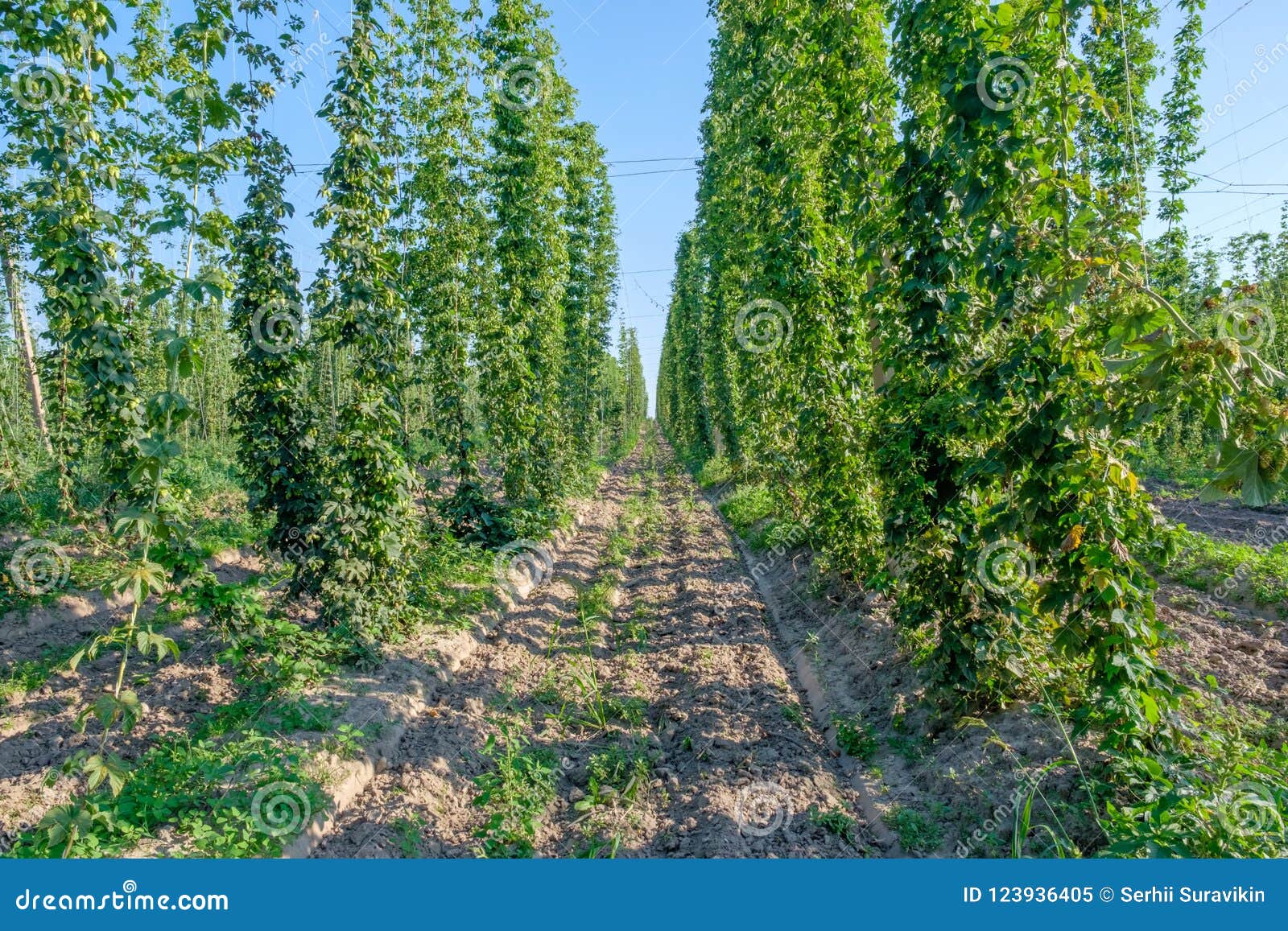 The Rows of Hop Plants on a Supported Strings or Wires Stock Image ...
