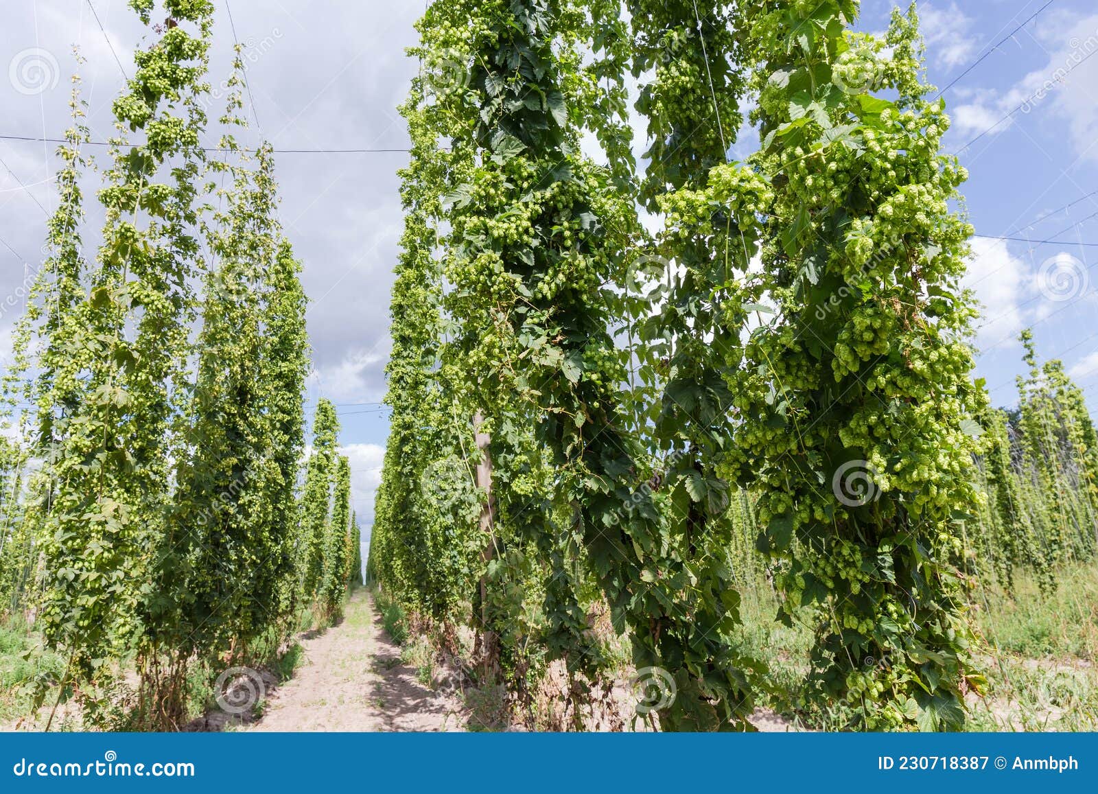 Hops Yard. Hops Plants Climbing Of Special Supported Strings Or Wires ...