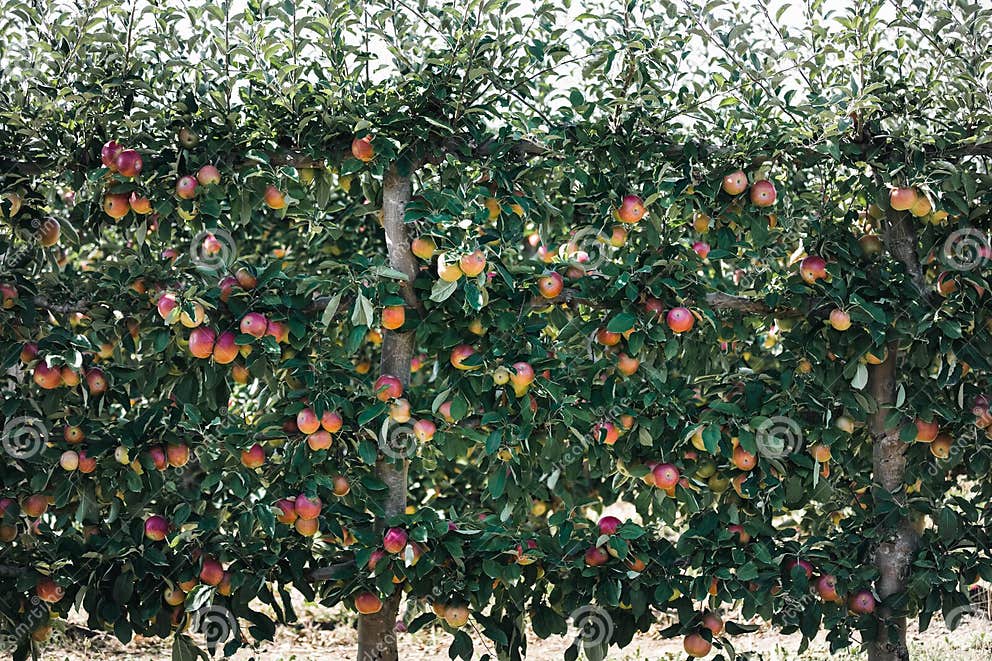 Rows of Idared Apples Growing at Apple Orchard. Espalier Apples Growing ...